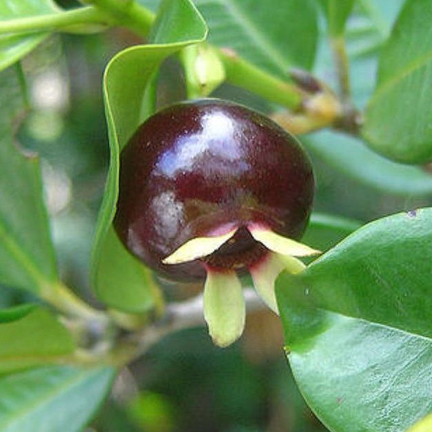 Polynesian Produce Stand : ~GRUMICHAMA~ Eugenia braziliensis FRUIT TREE Brazilian Cherry sml ...